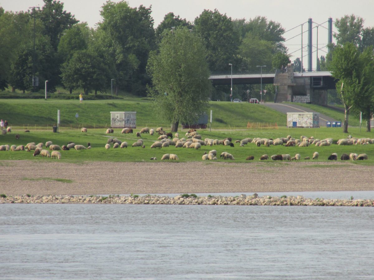 ドイツ 2nd #8 デュッセルドルフ - Ko-Ki Nakamura Art Works